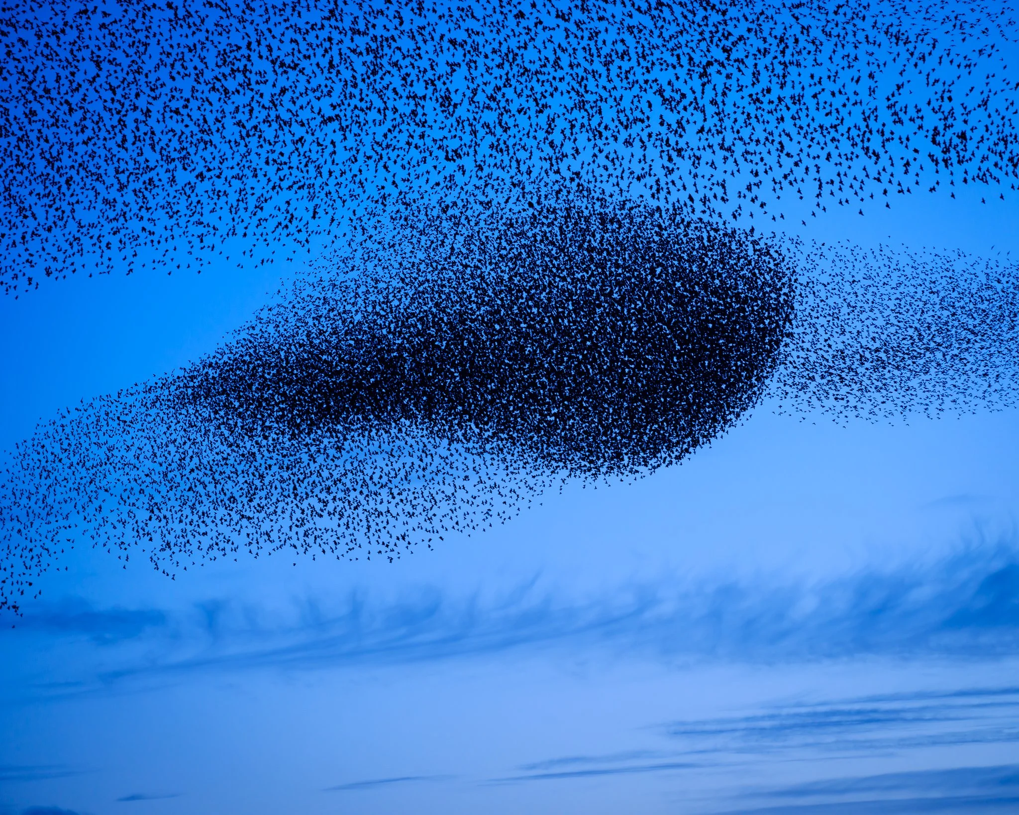 Murmurations — Johannes Bosgra