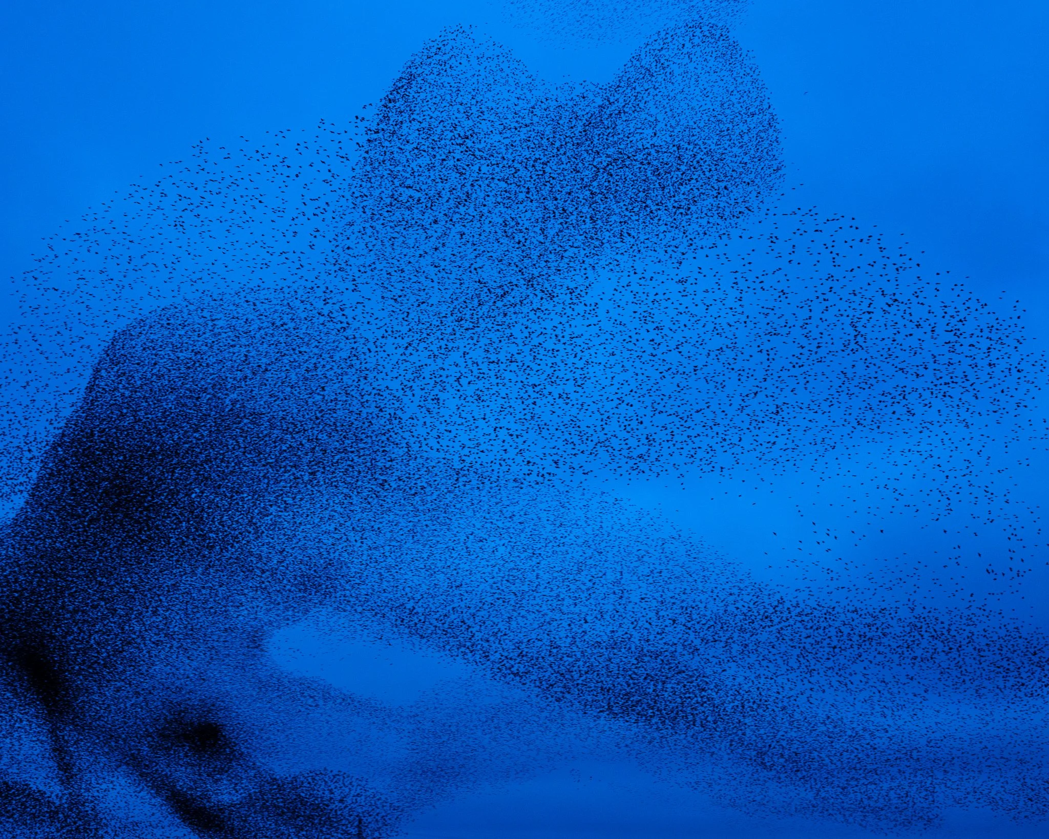 Murmurations — Johannes Bosgra