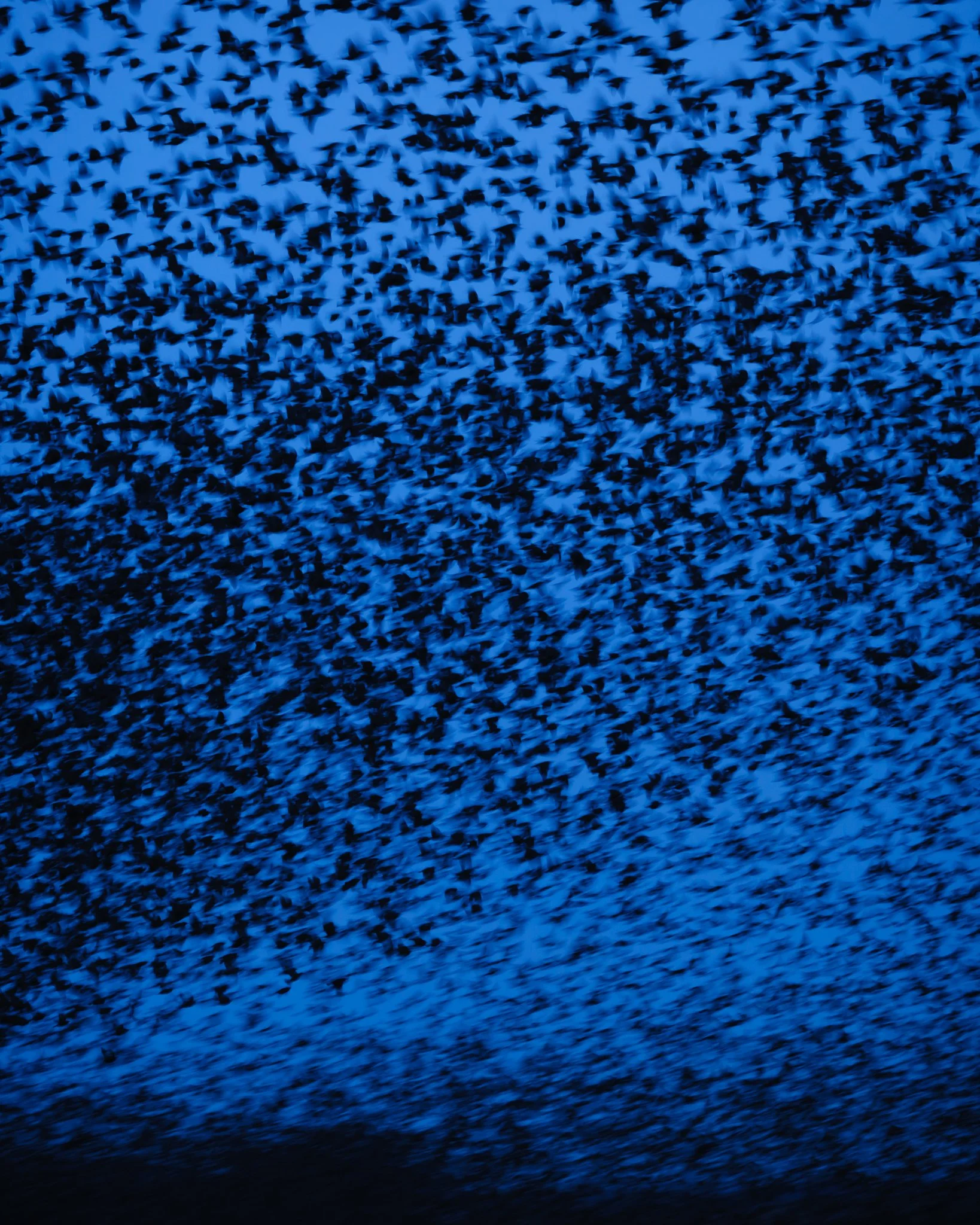 Murmurations — Johannes Bosgra