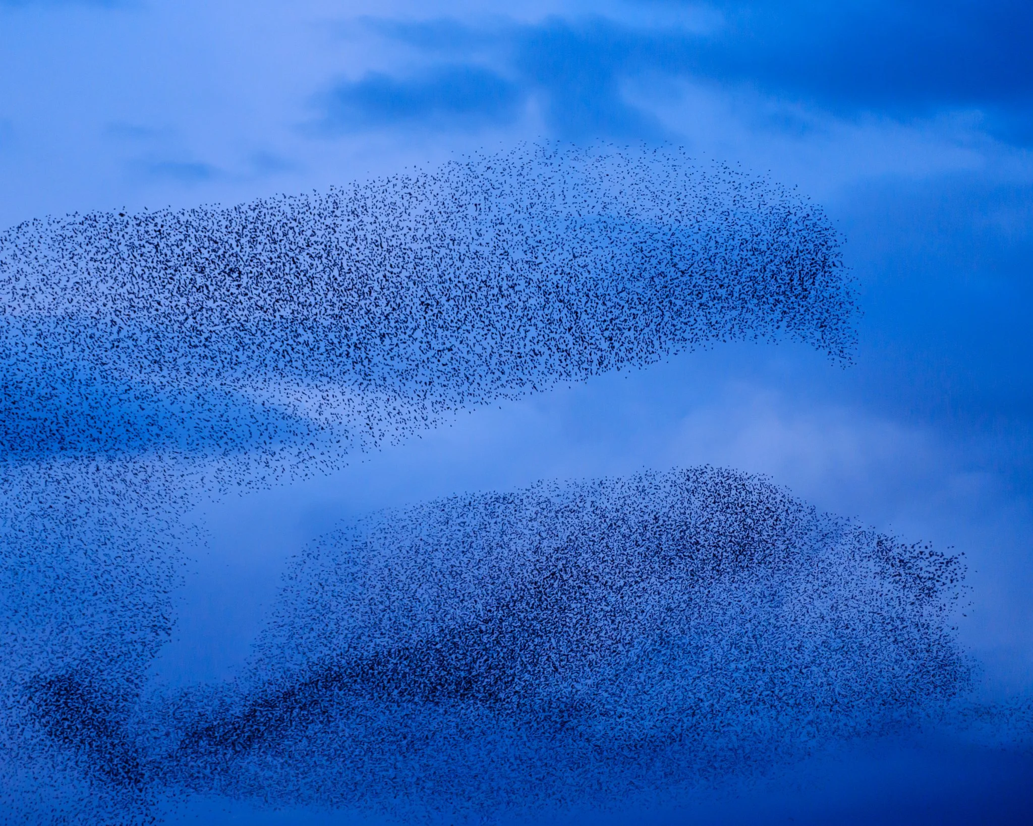 Murmurations — Johannes Bosgra