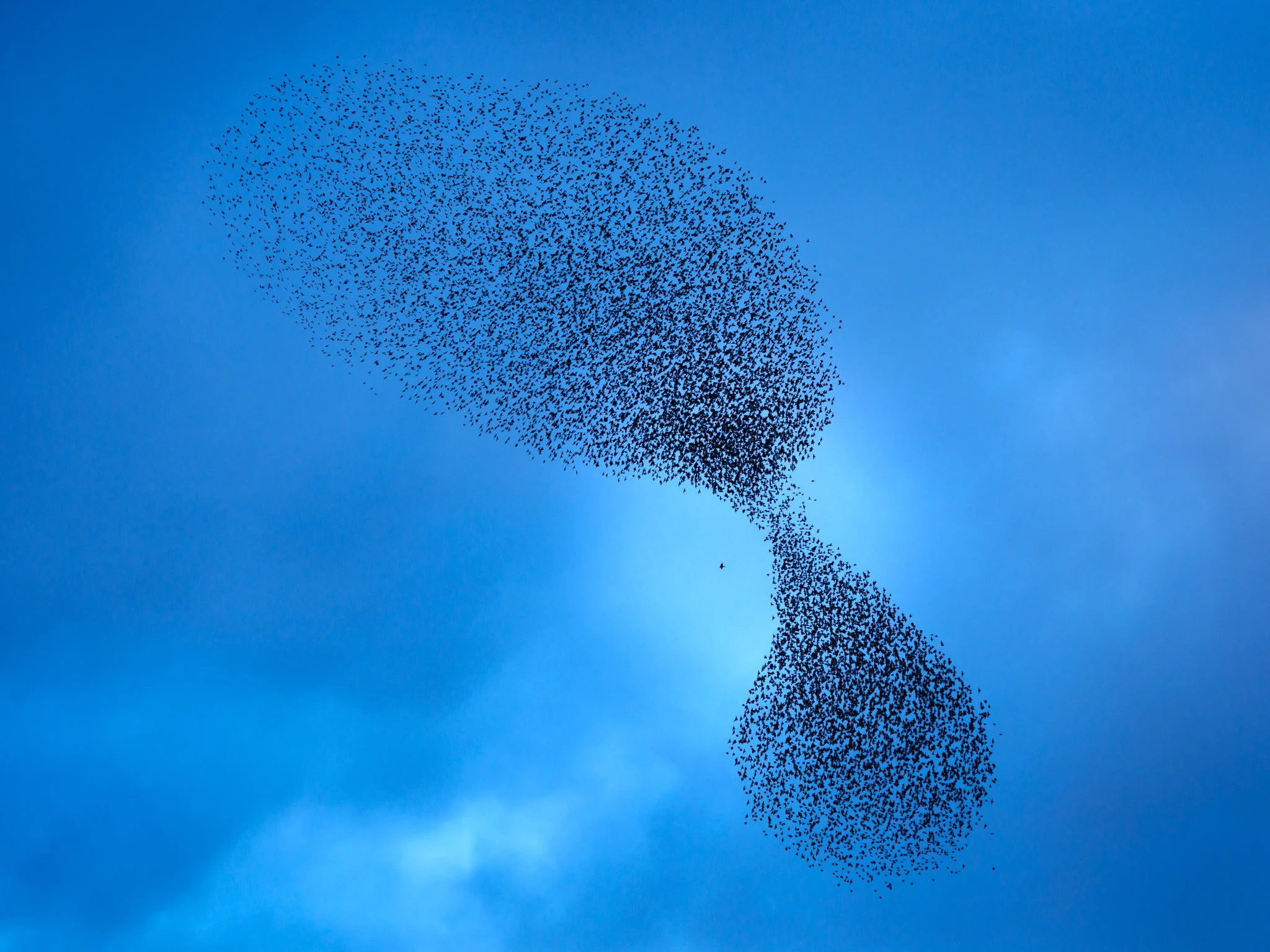 Murmurations — Johannes Bosgra