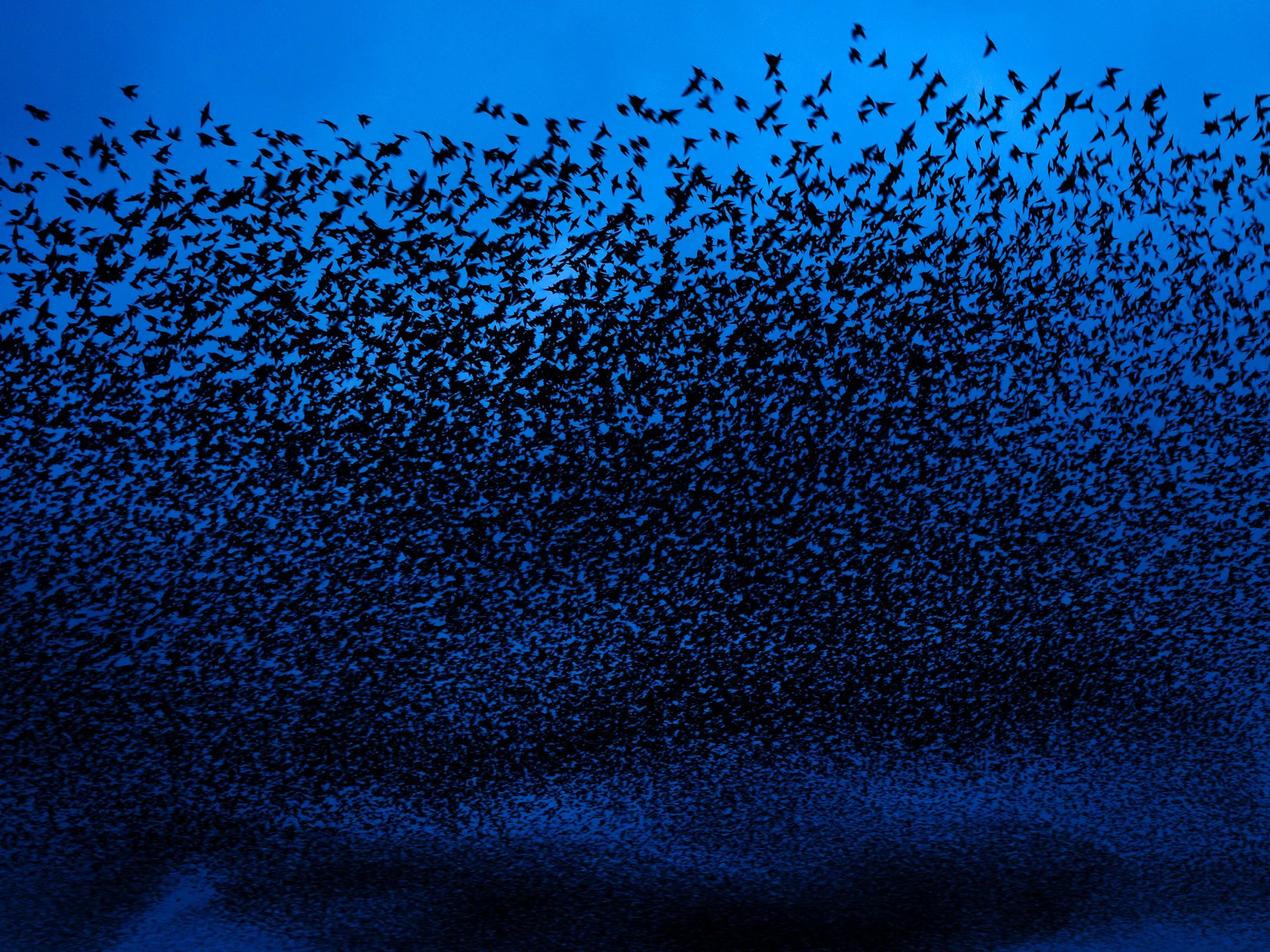 Murmurations — Johannes Bosgra