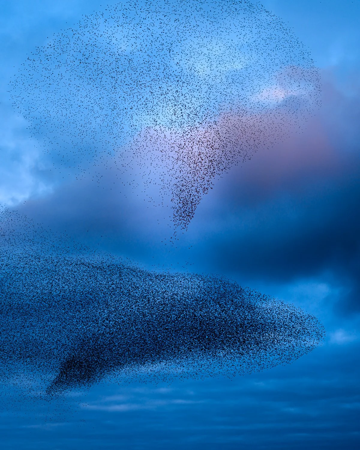 Murmurations — Johannes Bosgra