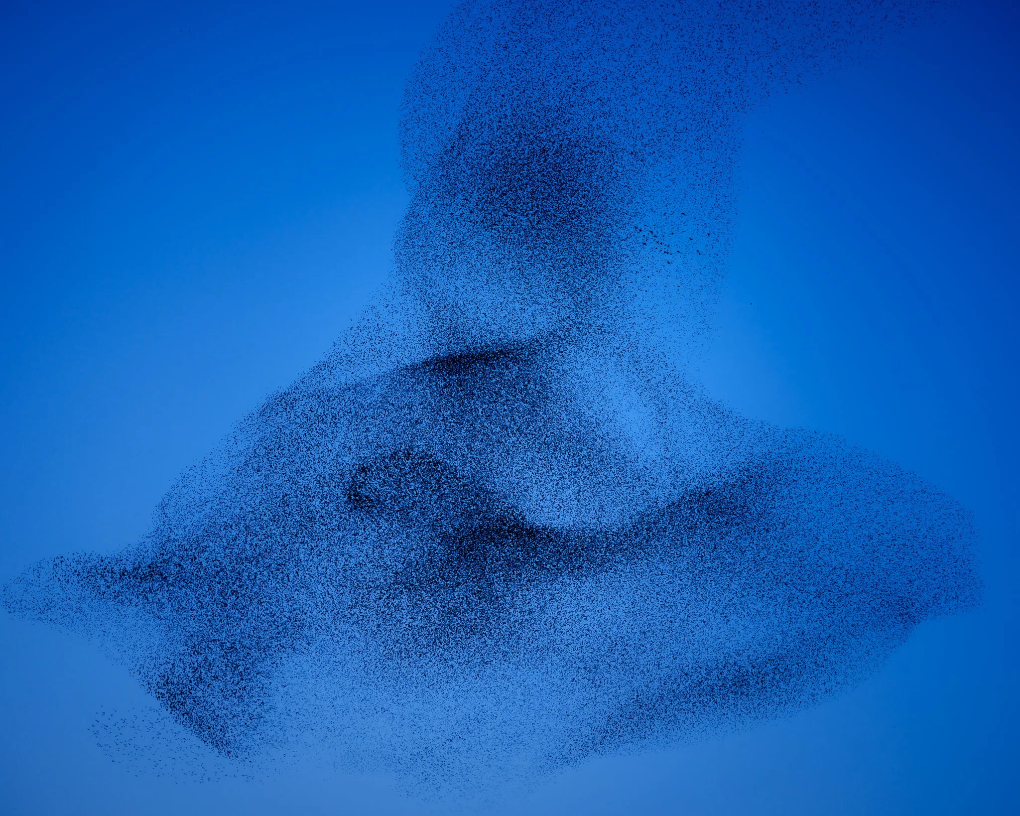 Murmurations — Johannes Bosgra