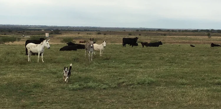D-Bar Farm and Ranch