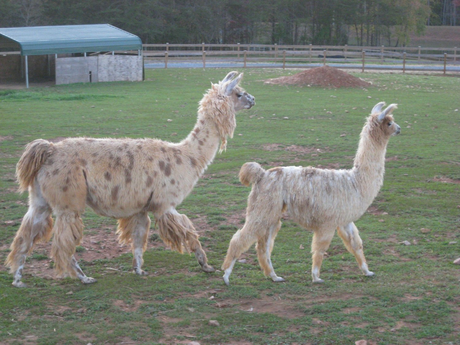 Our Llamas — Divine Llama Vineyards & Farm