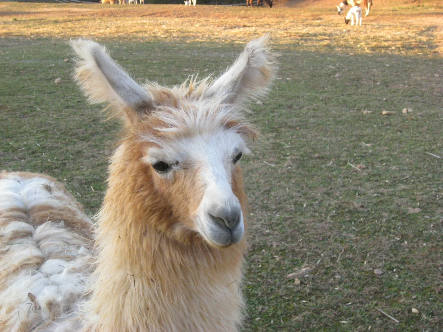 Our Llamas — Divine Llama Vineyards & Farm