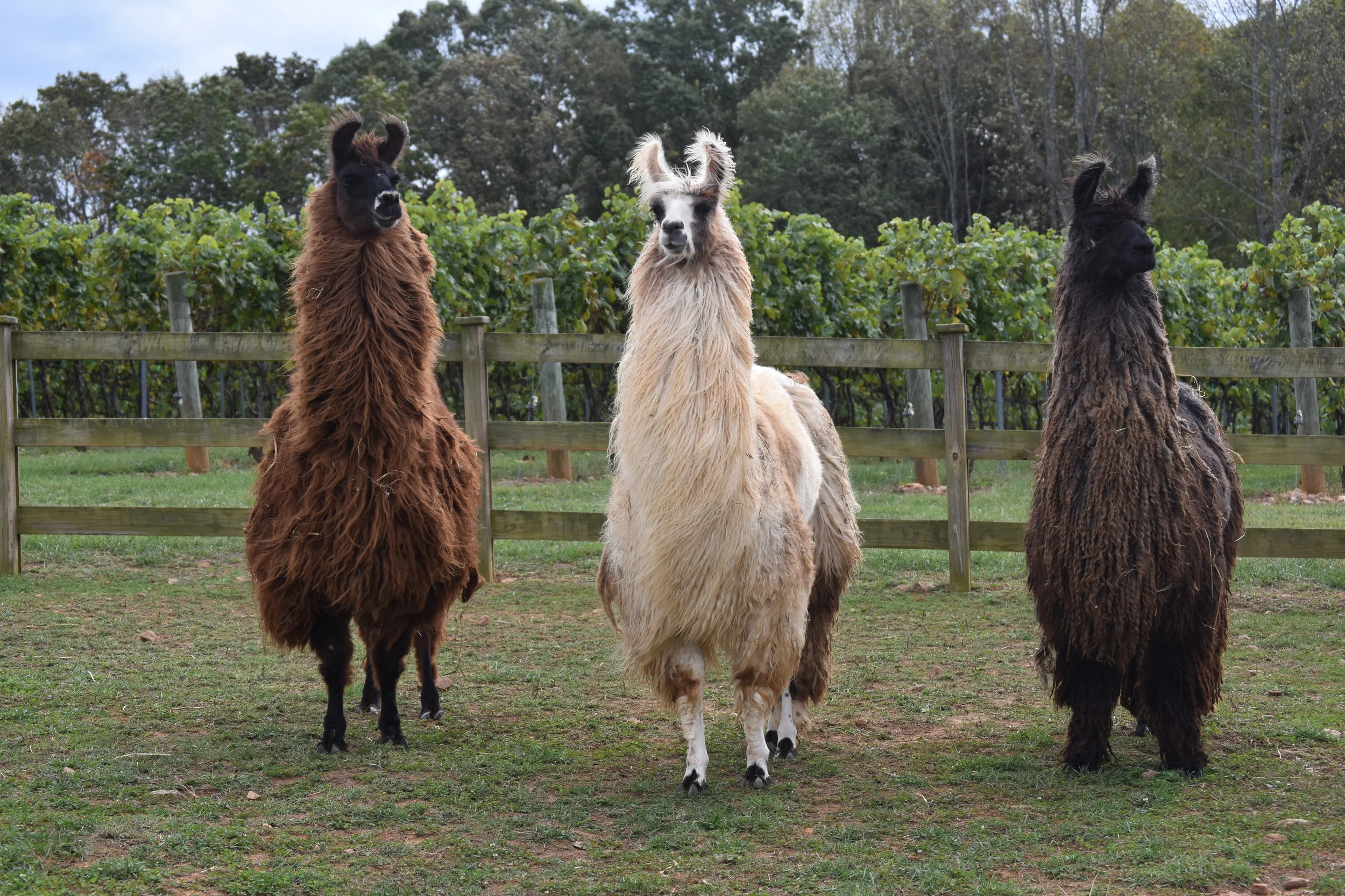 Llama Trekking — Divine Llama Vineyards & Farm