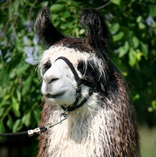 Divine Llama Vineyards & Farm