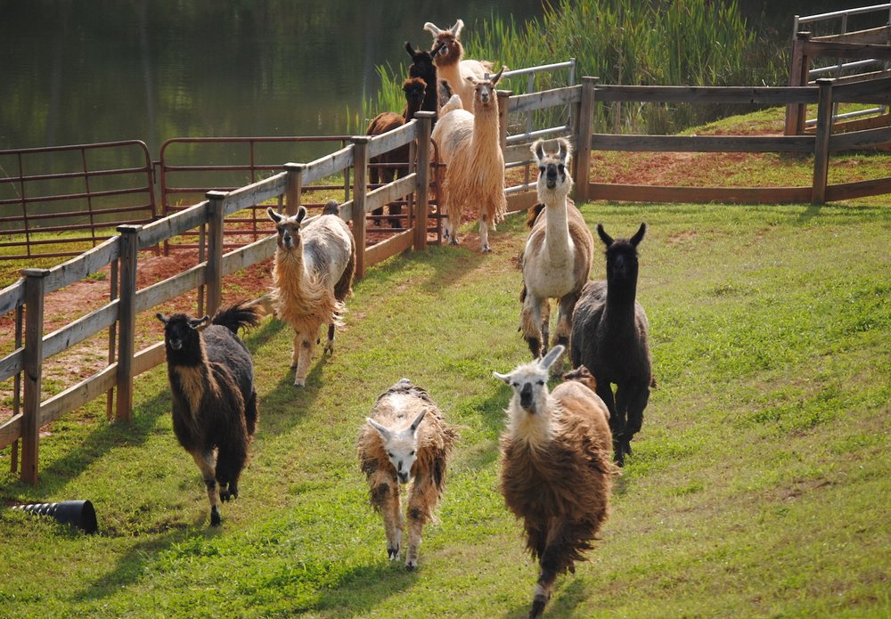 Our Llamas — Divine Llama Vineyards & Farm