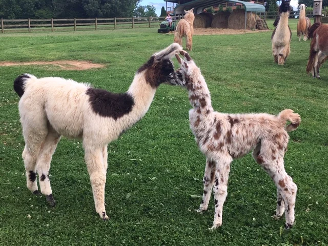 Our Llamas — Divine Llama Vineyards & Farm