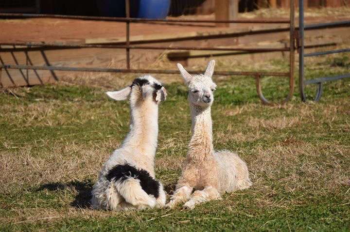 Our Llamas — Divine Llama Vineyards & Farm