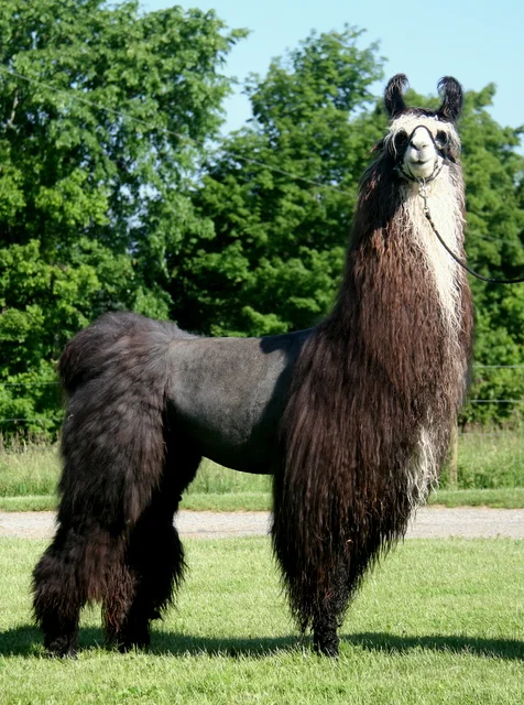 Our Llamas — Divine Llama Vineyards & Farm