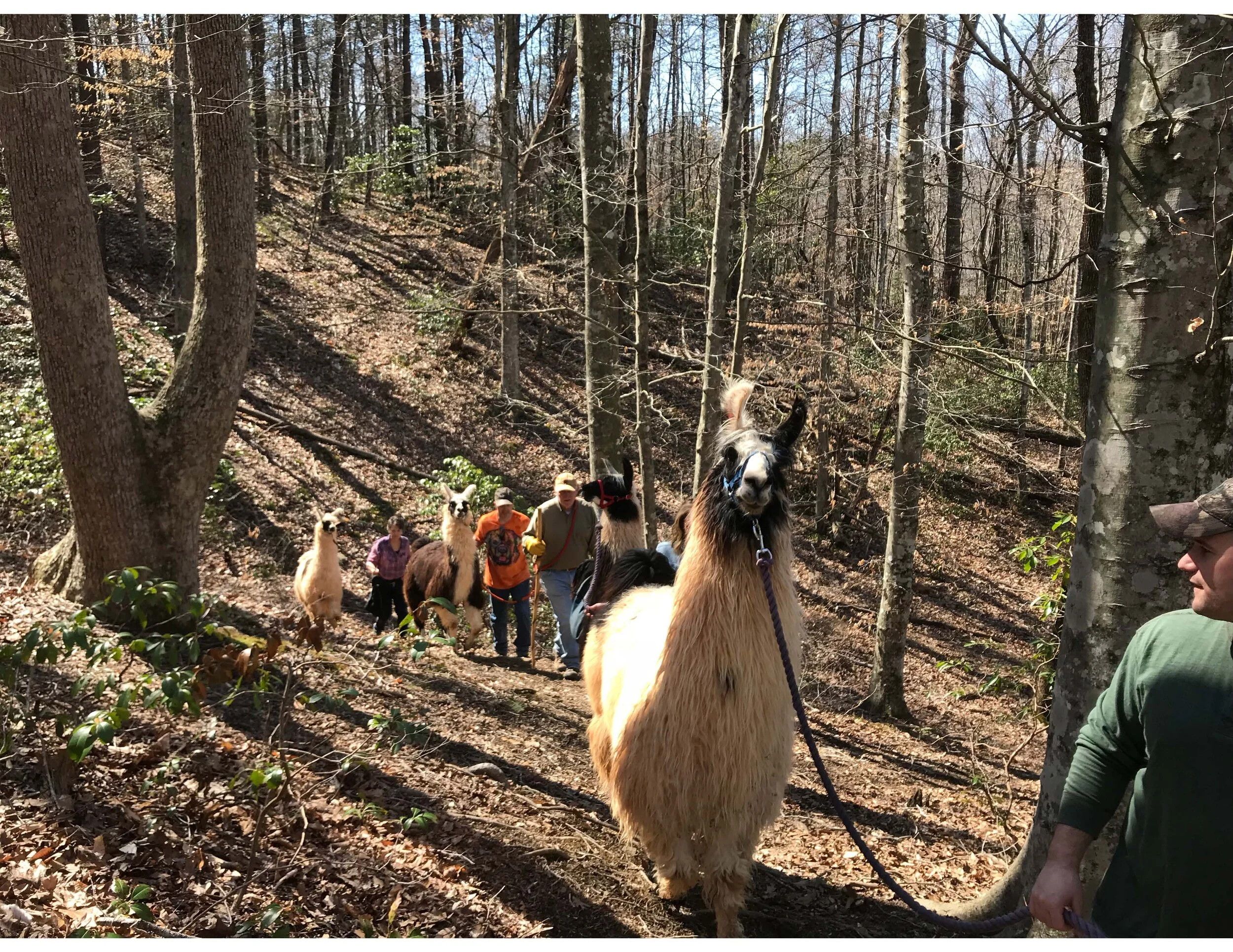 Llama Trekking — Divine Llama Vineyards & Farm