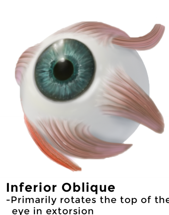 Eye Muscles Unlabeled