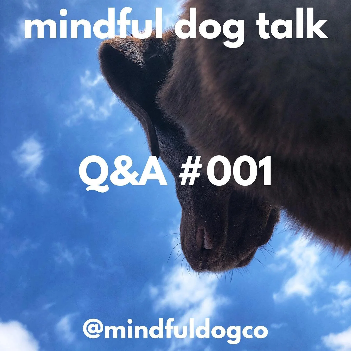 Mindful Dog Co.