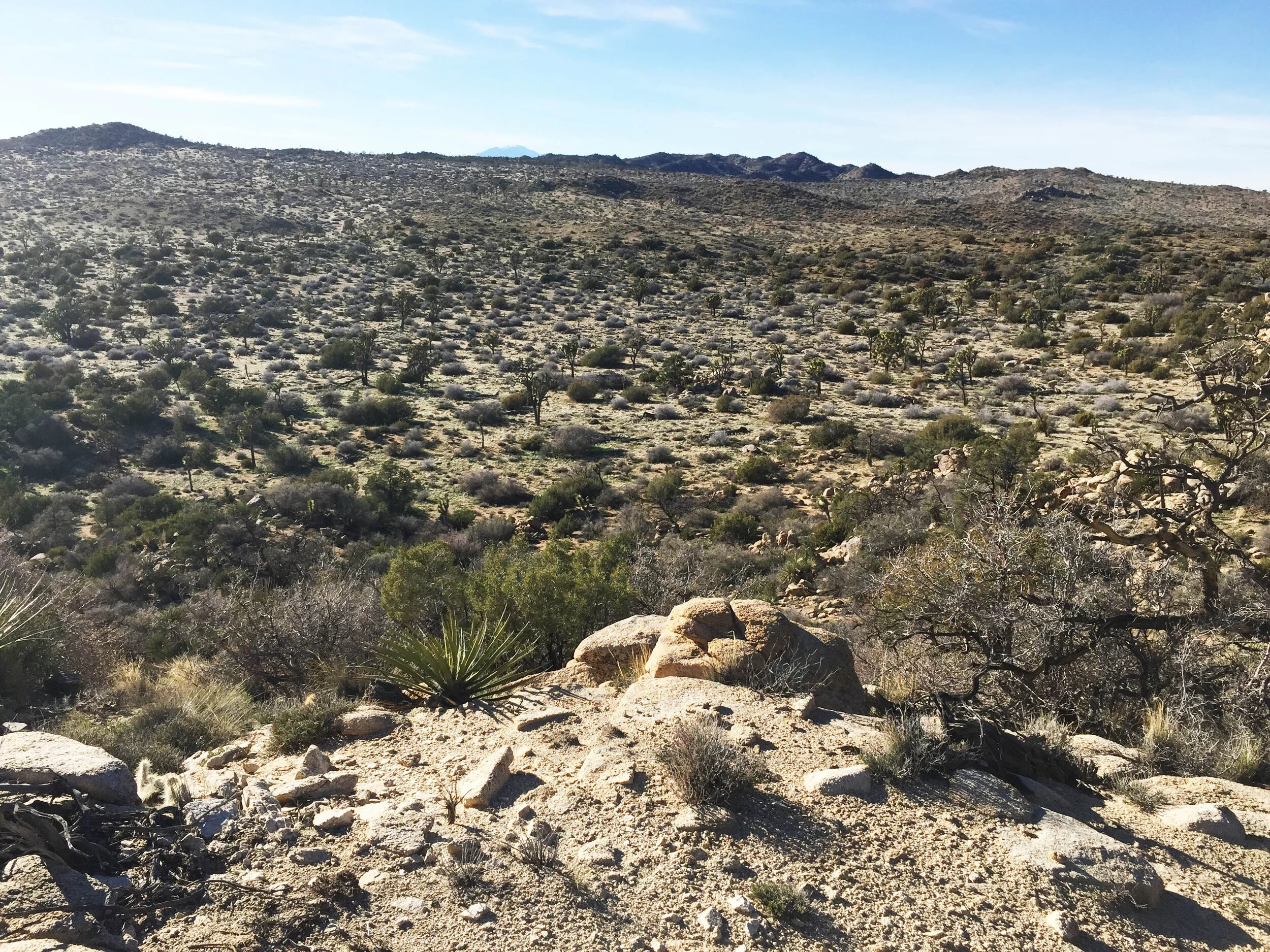 The mysterious disappearance of Bill Ewasko in Joshua Tree National ...