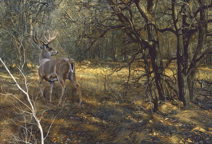 Scot Storm Wildlife Art