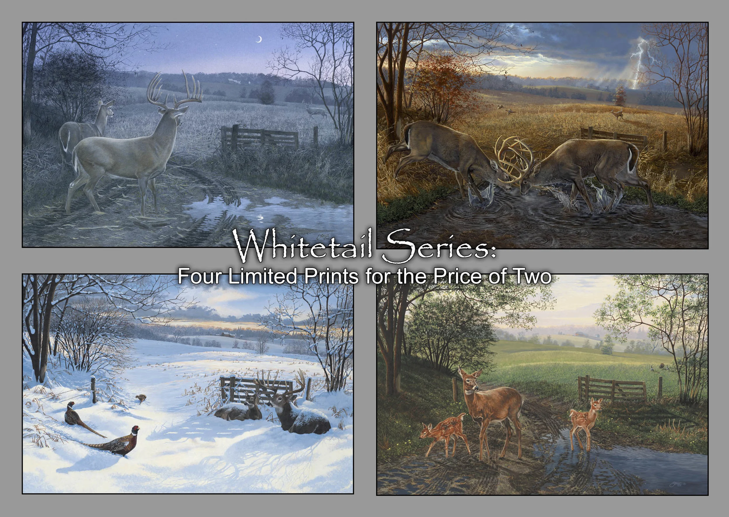 Reproductions — Scot Storm Wildlife Art
