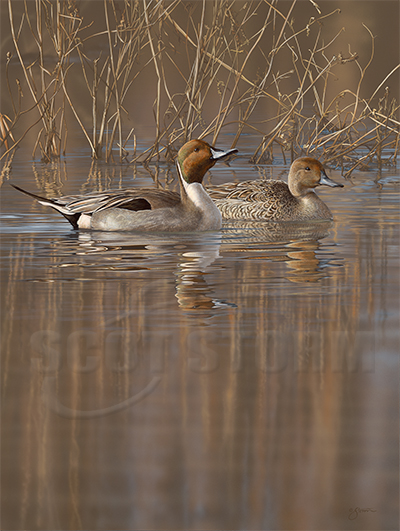 Pintail Duck Paintings