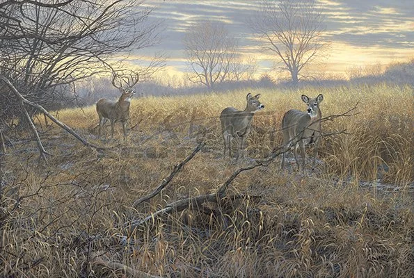 Available Originals — Scot Storm Wildlife Art