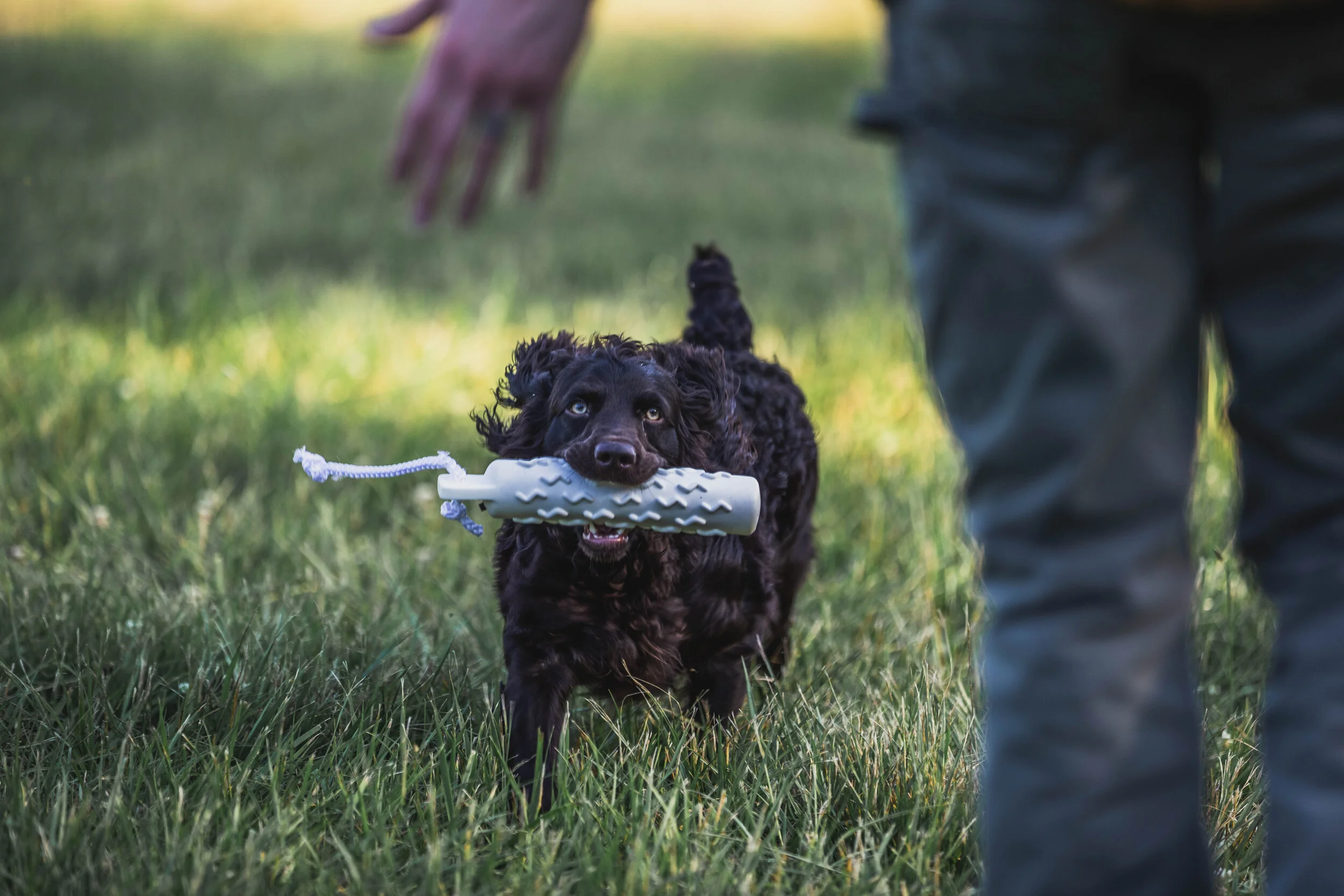 Boykin Spaniel Training Valley Way Boykins