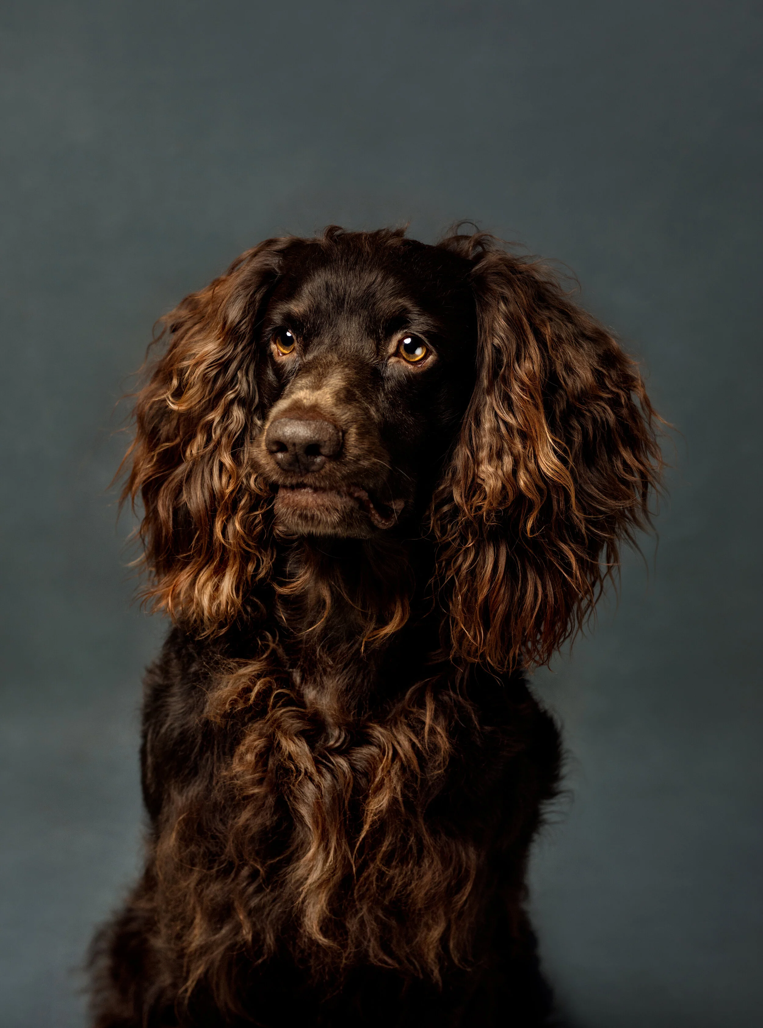 Are Boykin Spaniels Healthy