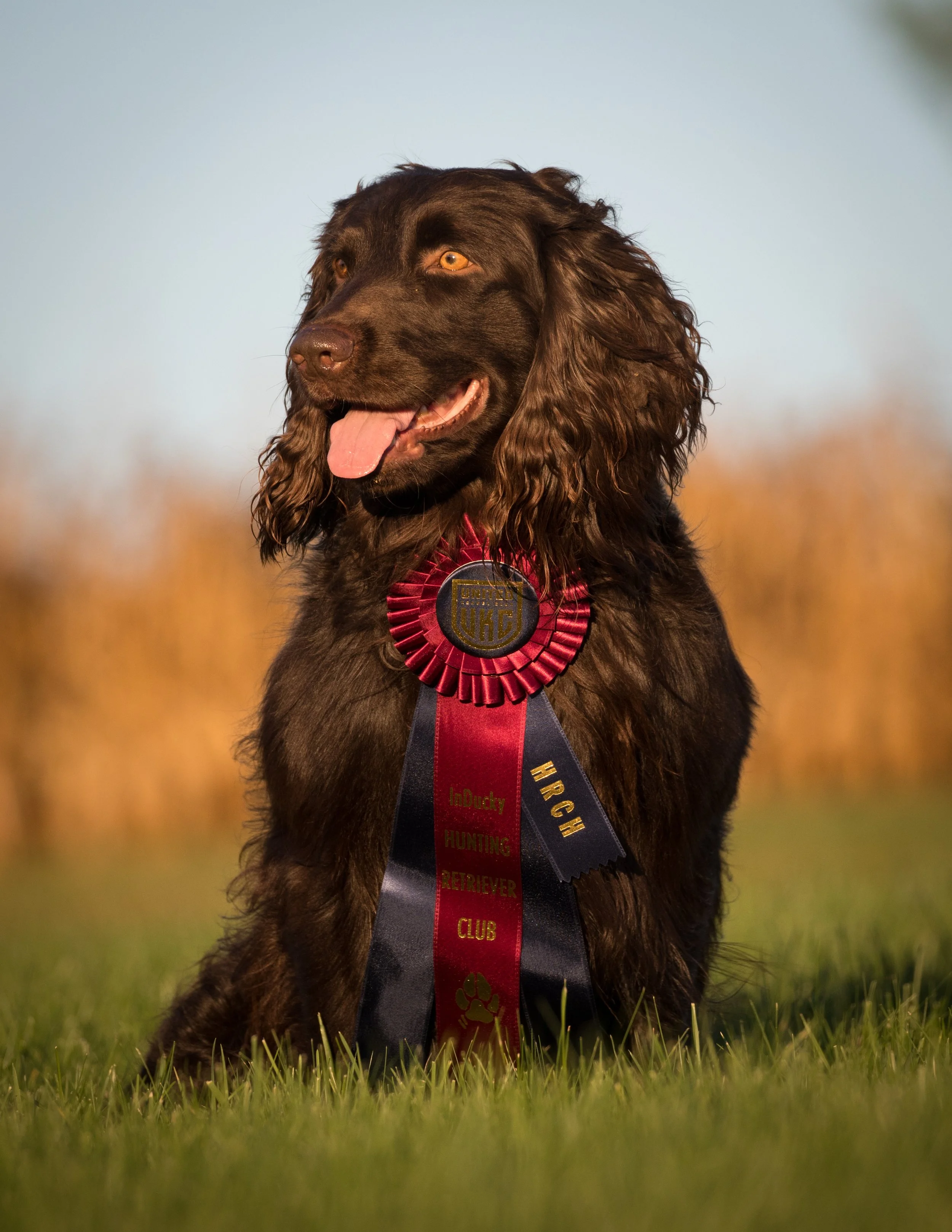 Puppies — Valley Way Kennels