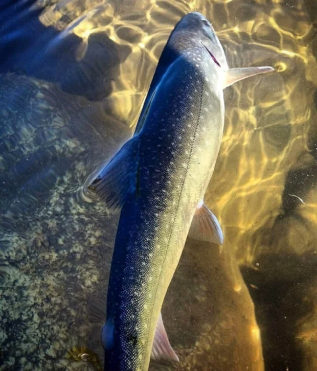 Silver Flask Fishing - Fly Fishing