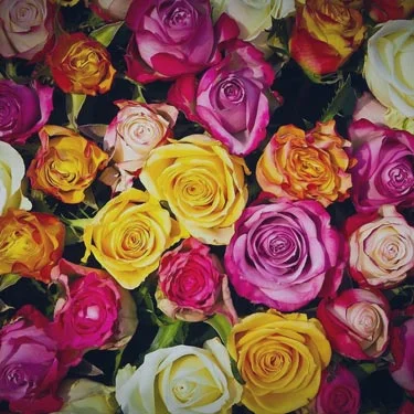 Lilli Pilli Florist