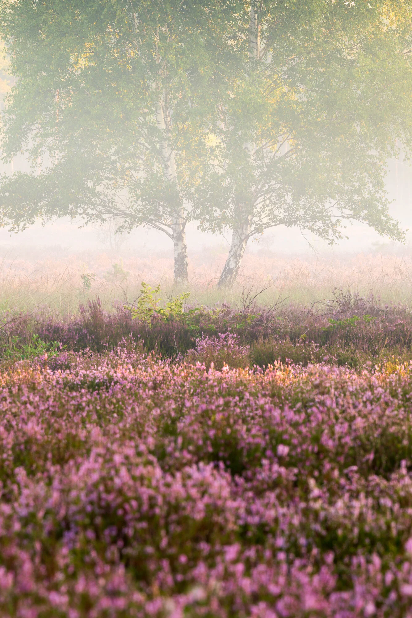 Heide Landschappen — Sander Grefte