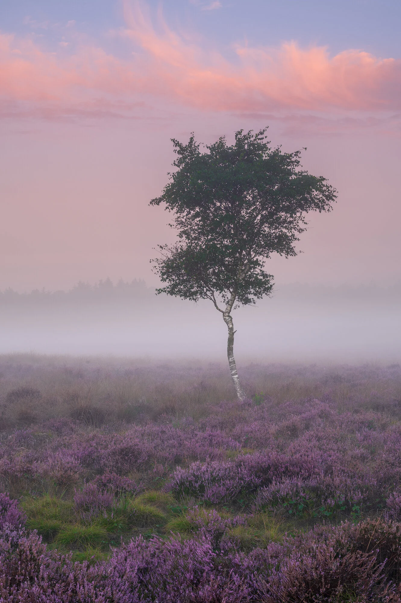 Heide Landschappen — Sander Grefte