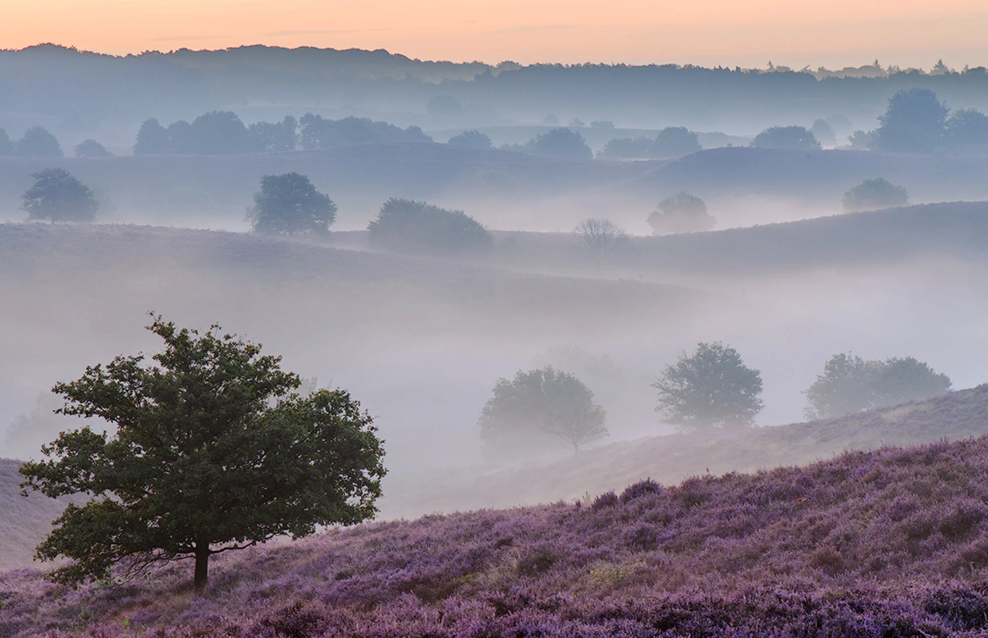 Heide Landschappen — Sander Grefte