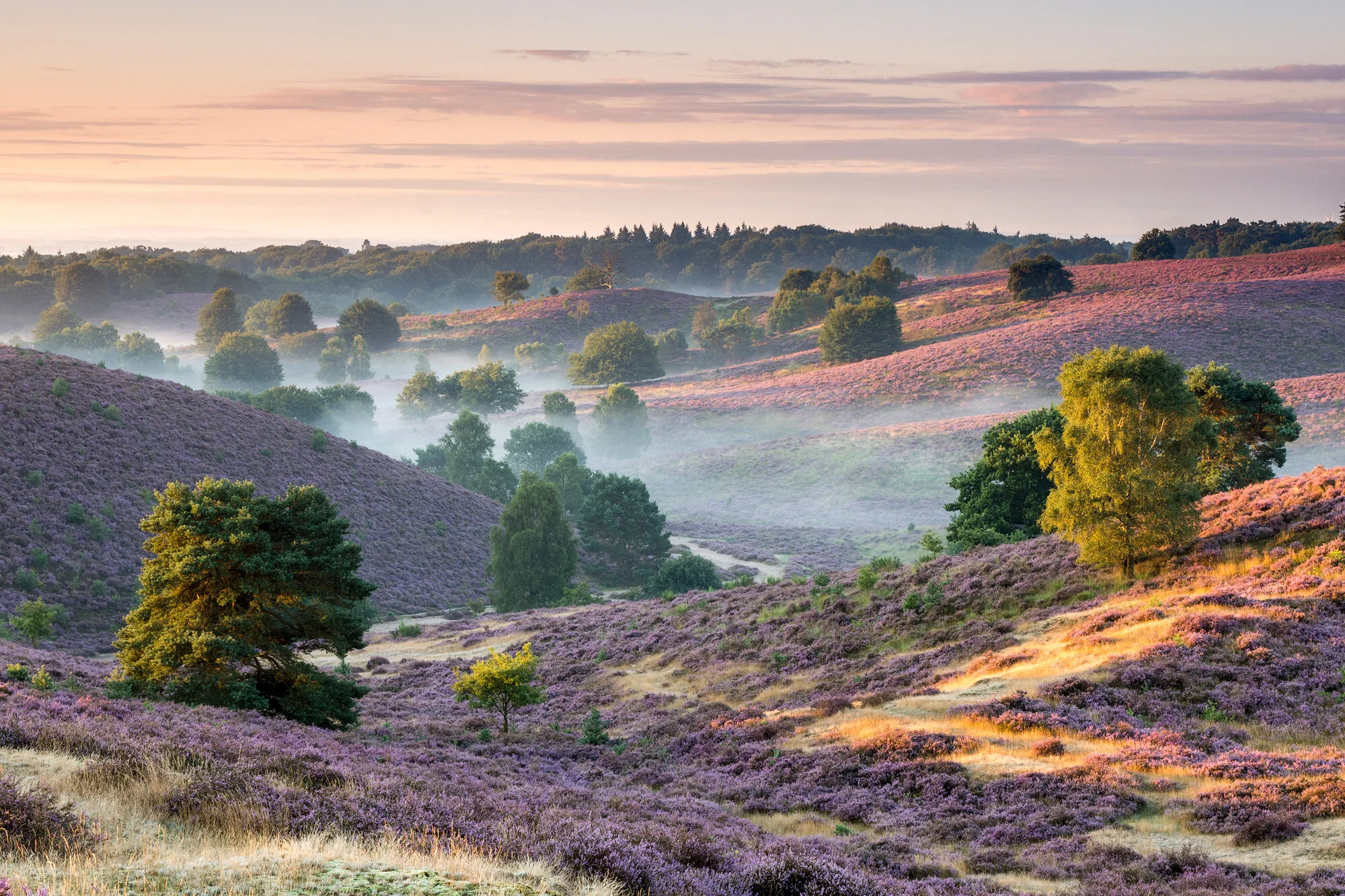 Heide Landschappen — Sander Grefte