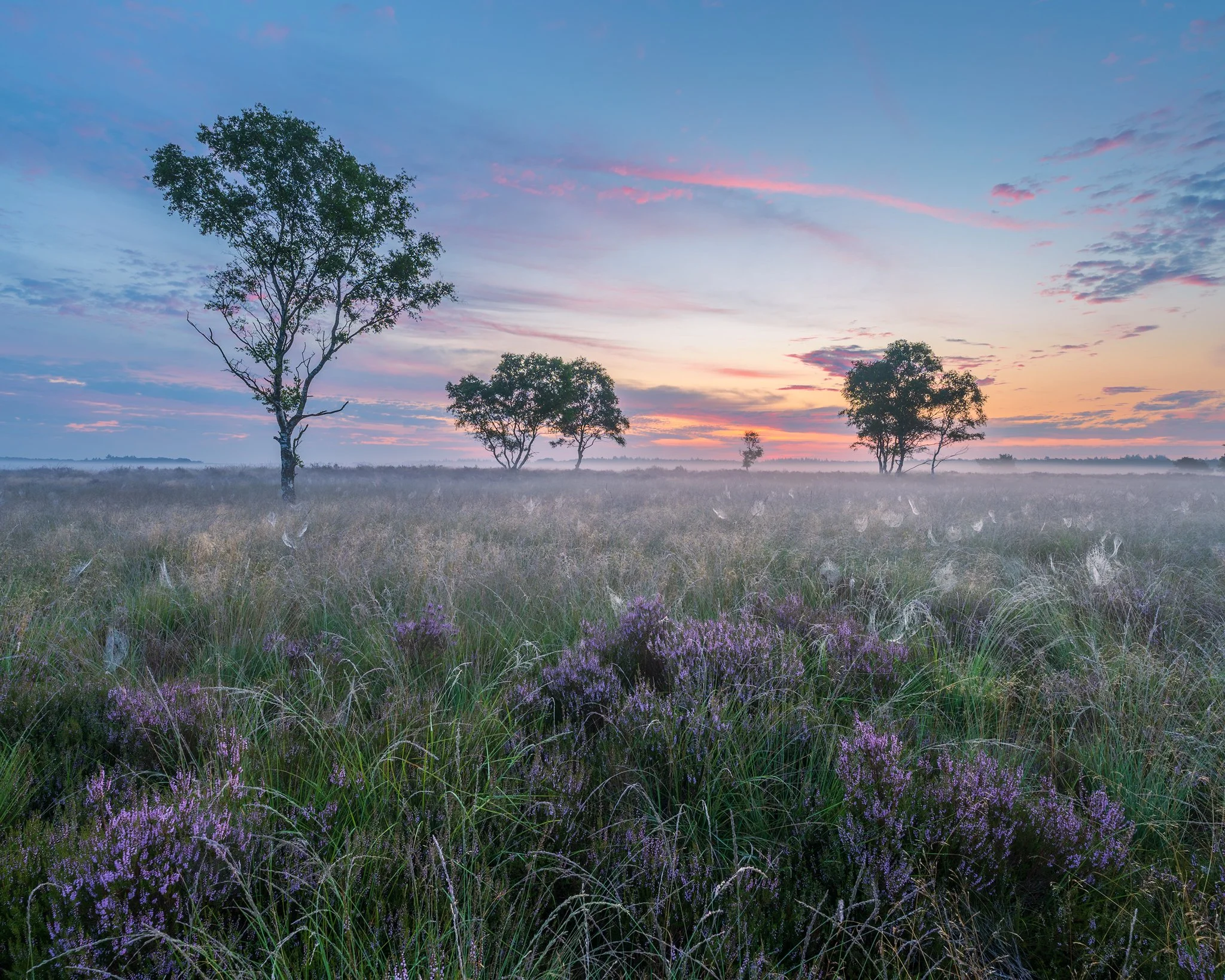 Heide Landschappen — Sander Grefte