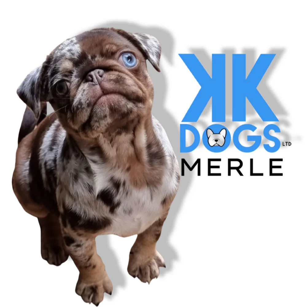 How Much Should A Pug Cost Uk