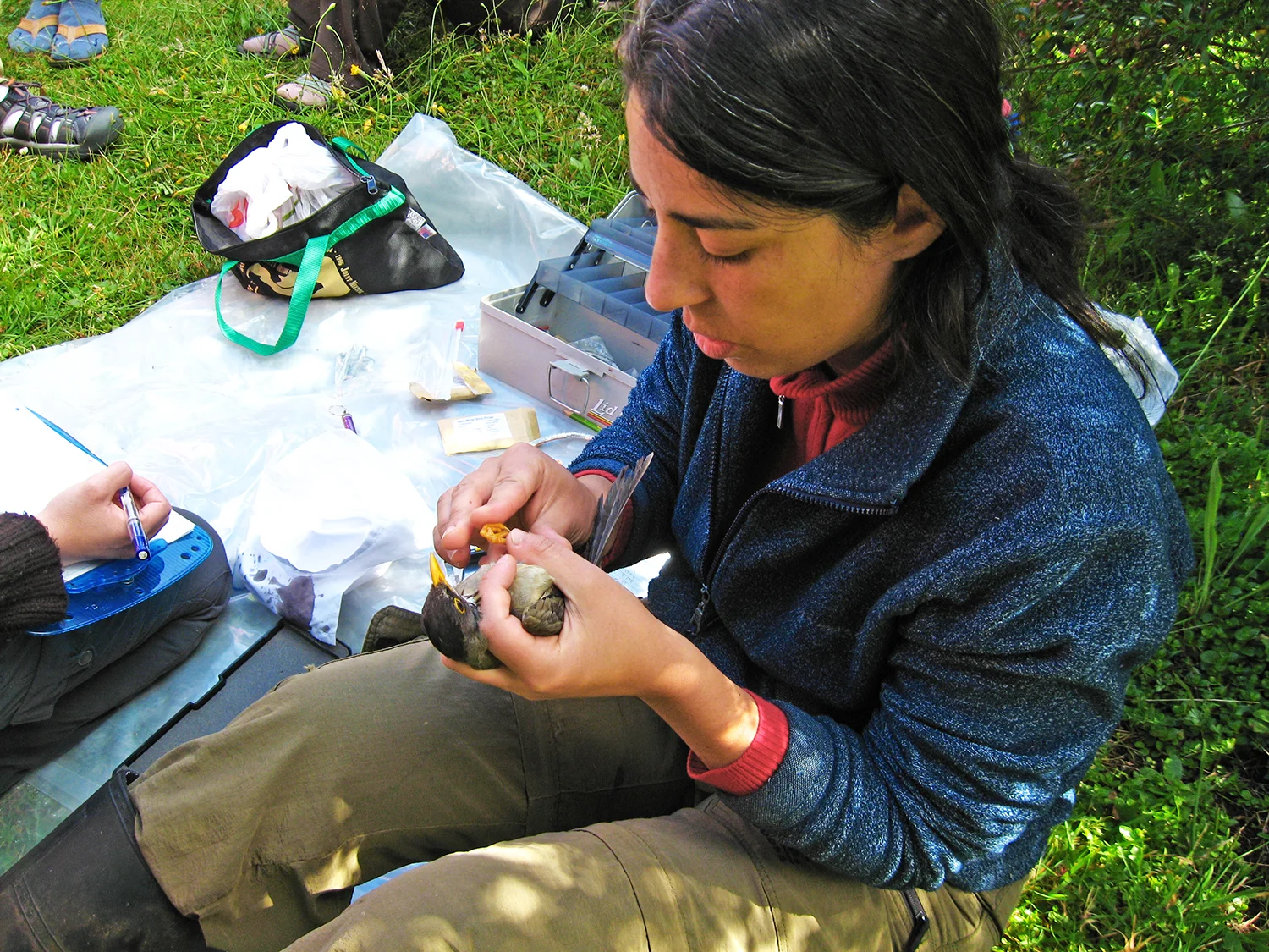Chile Field Studies: Patagonia Ecosystems — Wildlands Studies | Field ...