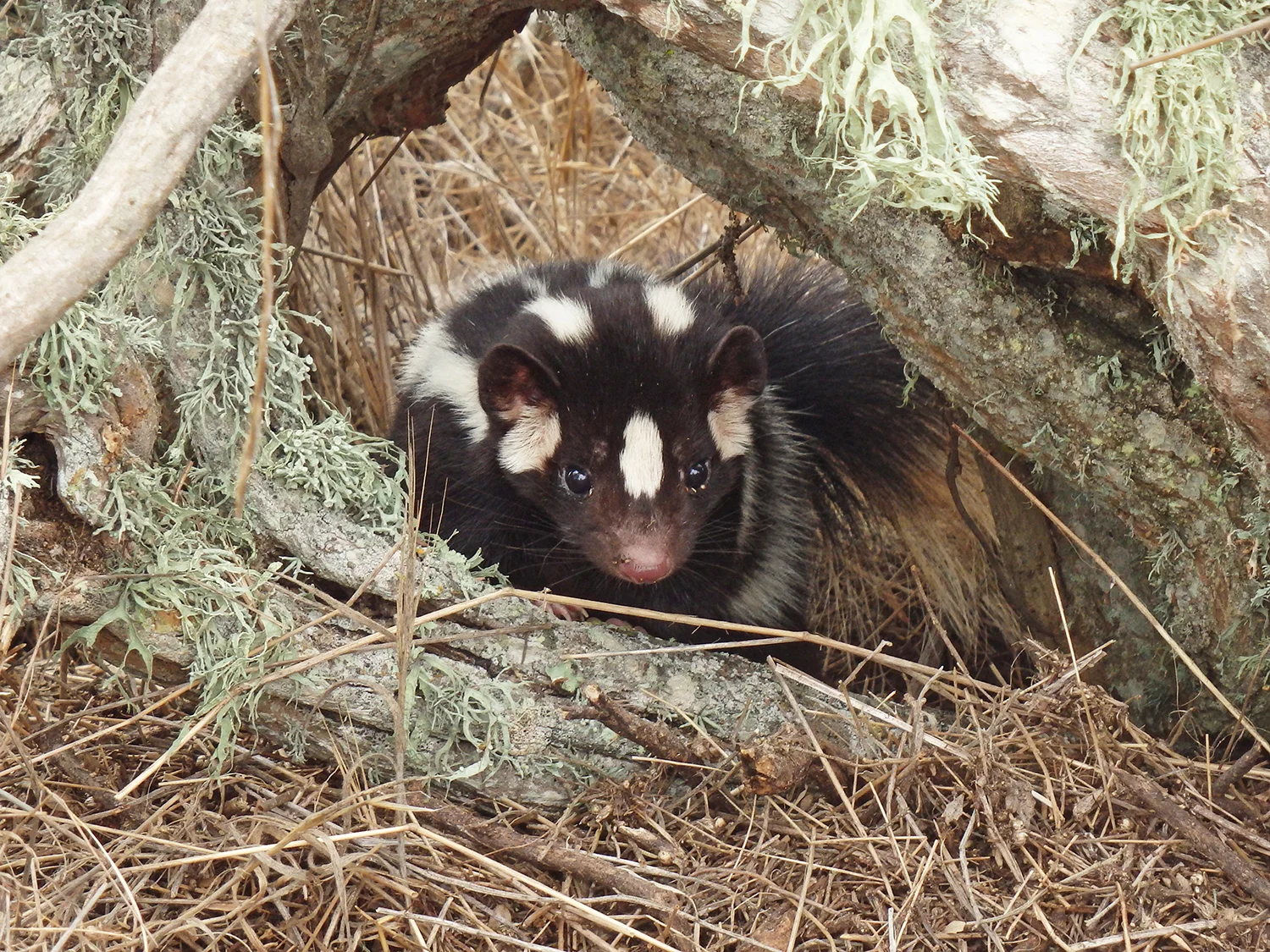 Channel Islands — Wildlands Studies