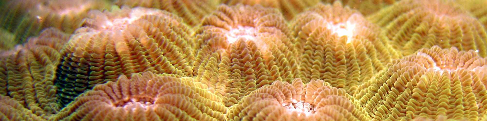 Thailand — Wildlands Studies