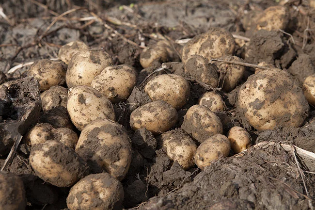 Farming — SWAZ Potato Farms