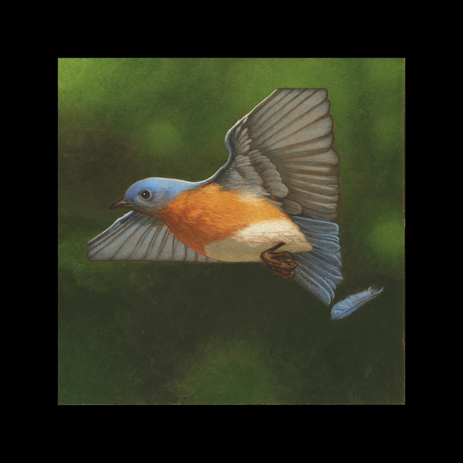 Eastern Bluebird Flying Eastern Bluebird Identification, All About