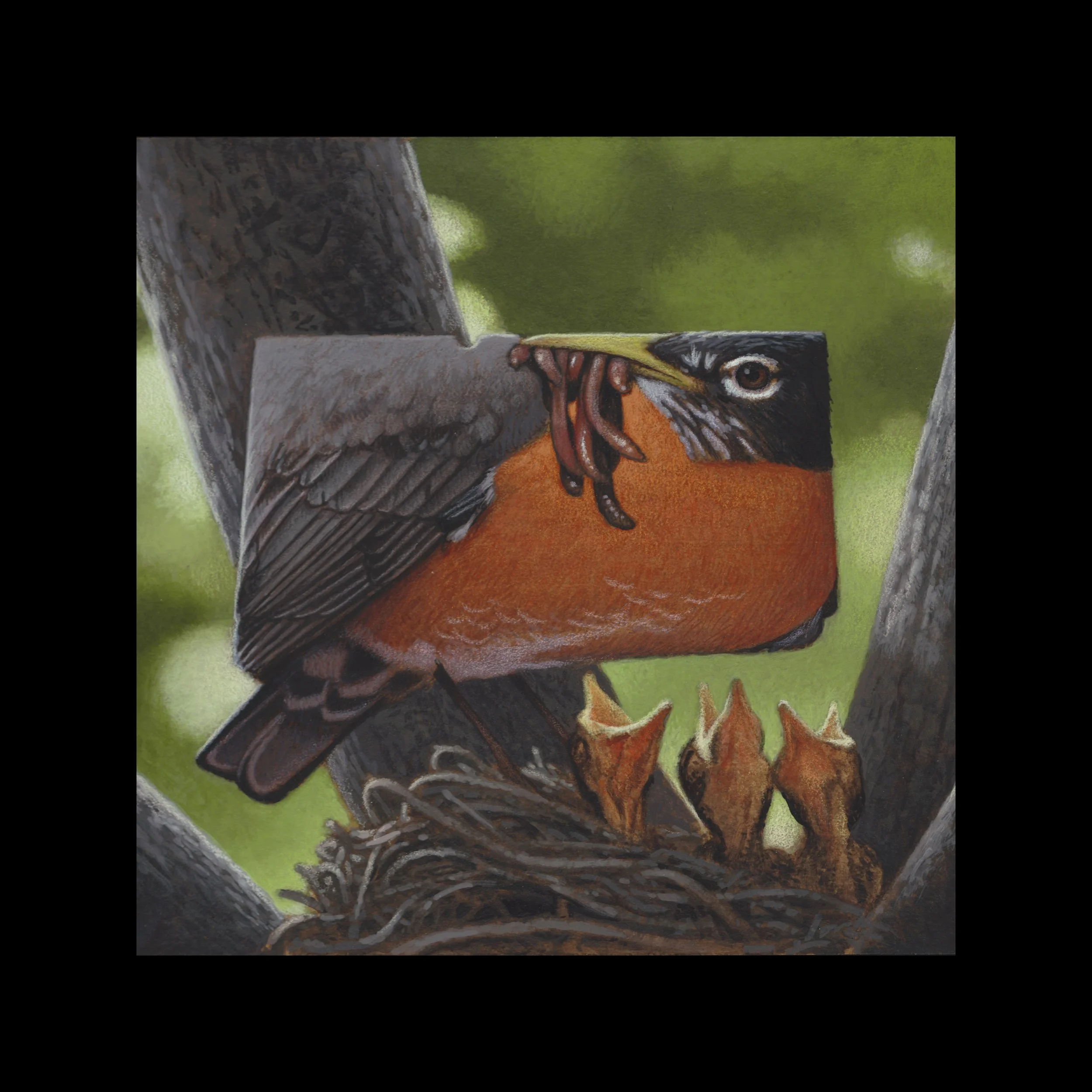 Connecticut Robin — Giclee42