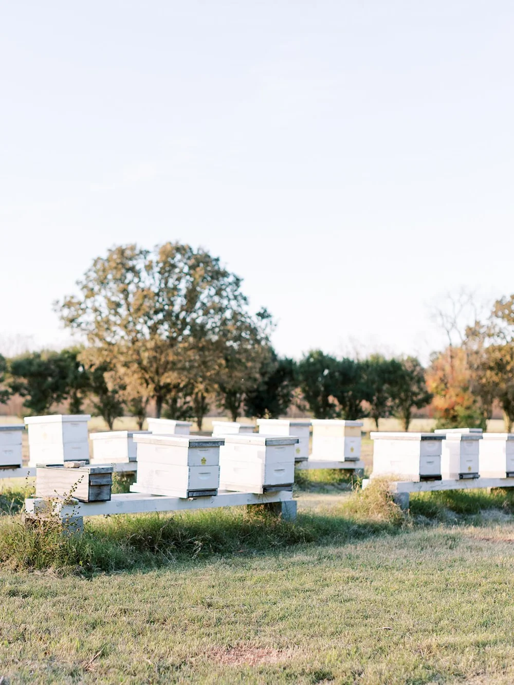 At Home with Texas Beeworks — Jenna McElroy