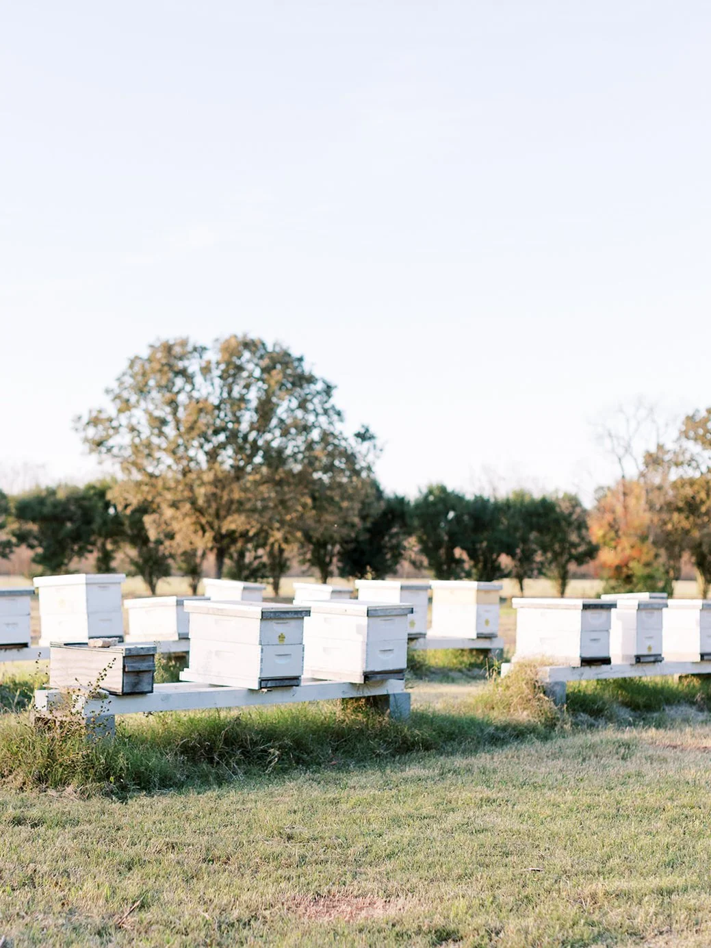 At Home with Texas Beeworks — Jenna McElroy