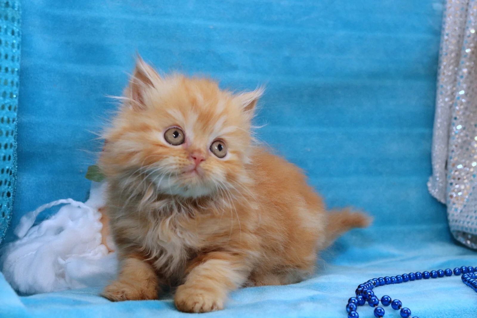 Orange Persian Cat Kitten