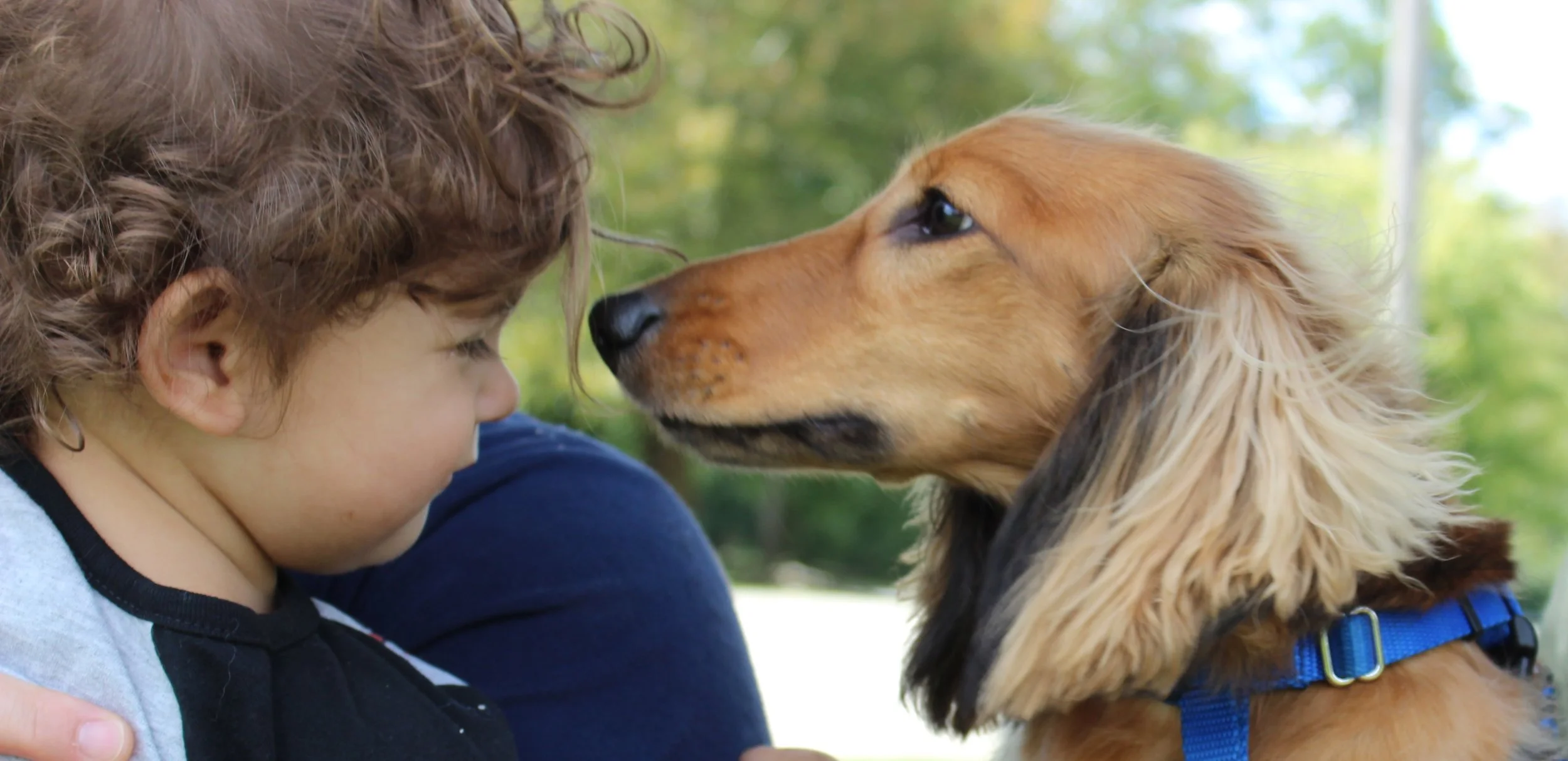 FAQ — Comfort Caring Canines