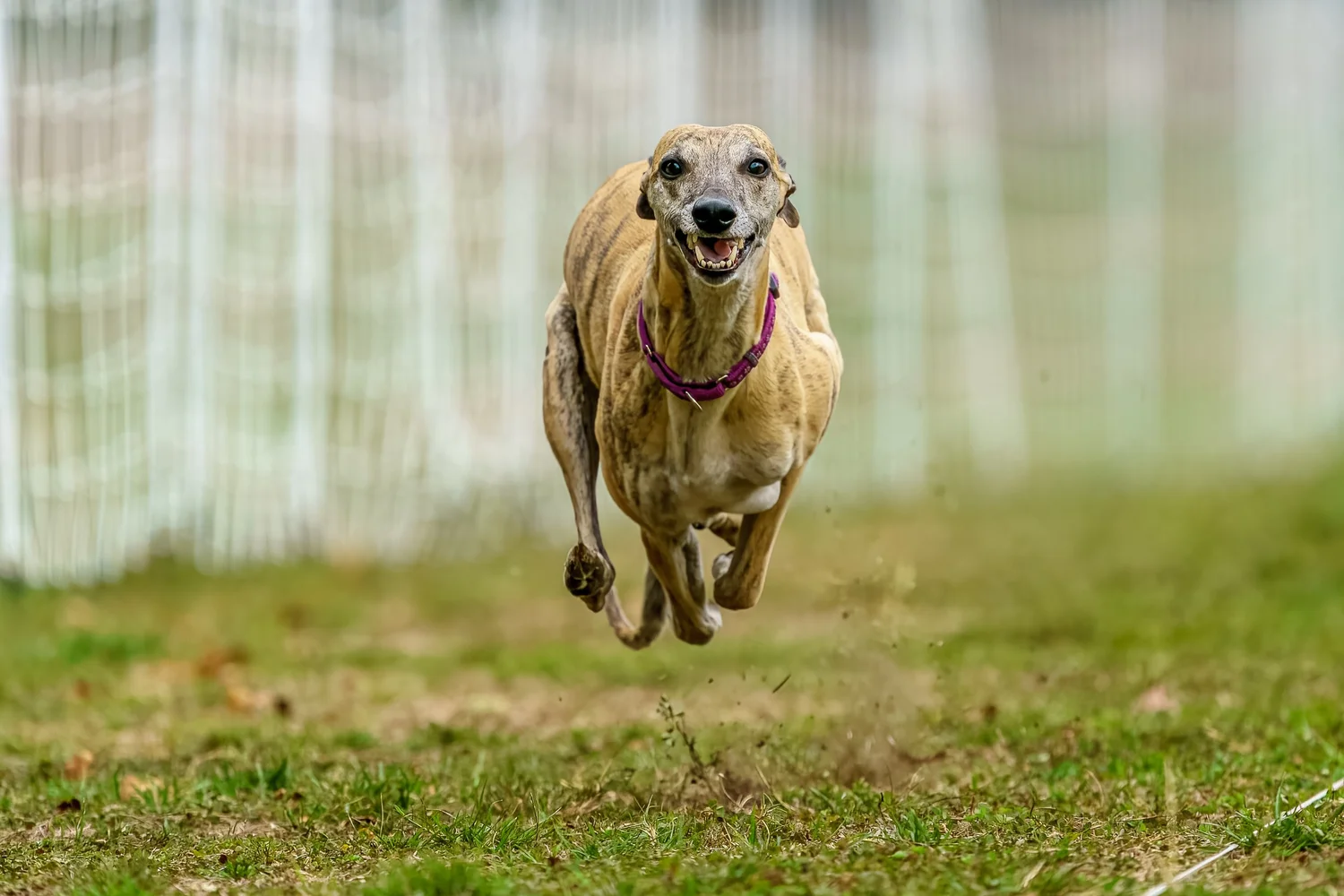 AKC FAST CATs — WWWA