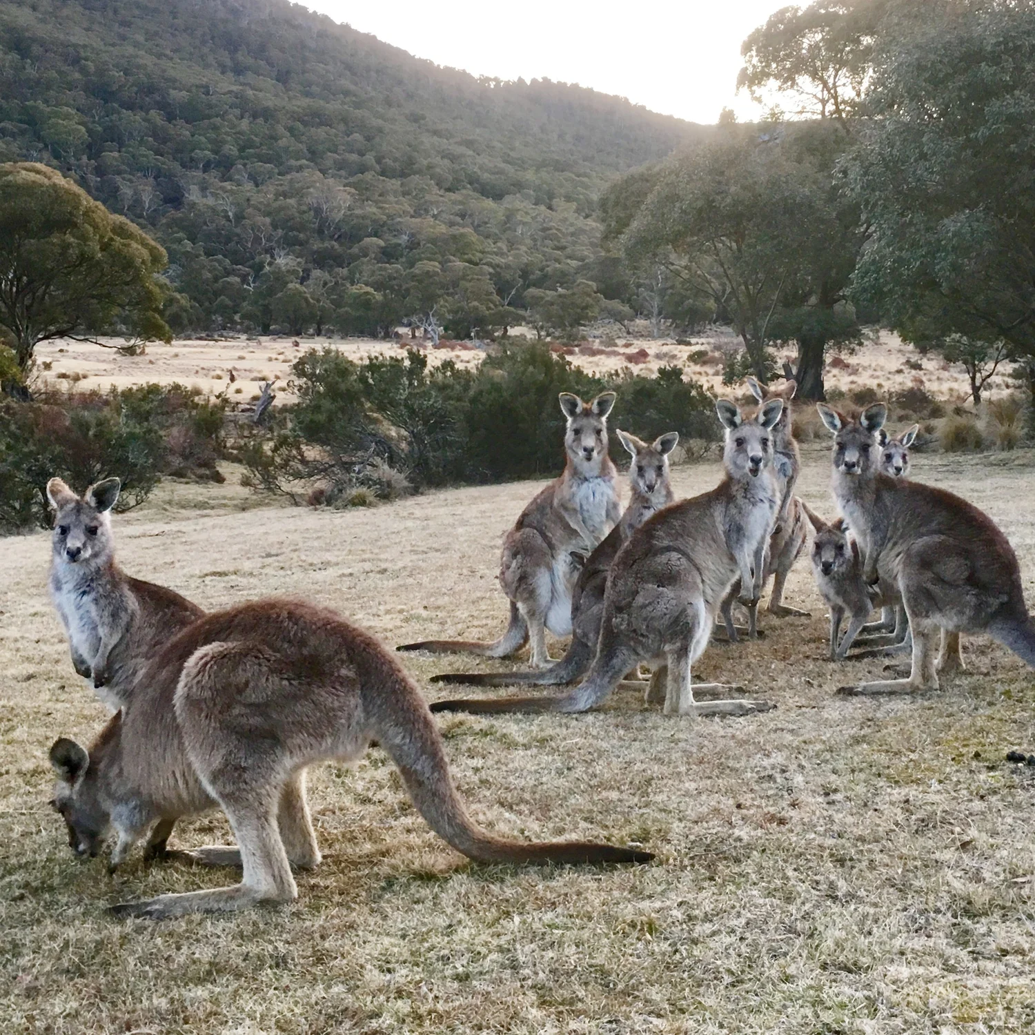 TFSL Aerial Survey — Thredbo Farm Ski Lodge