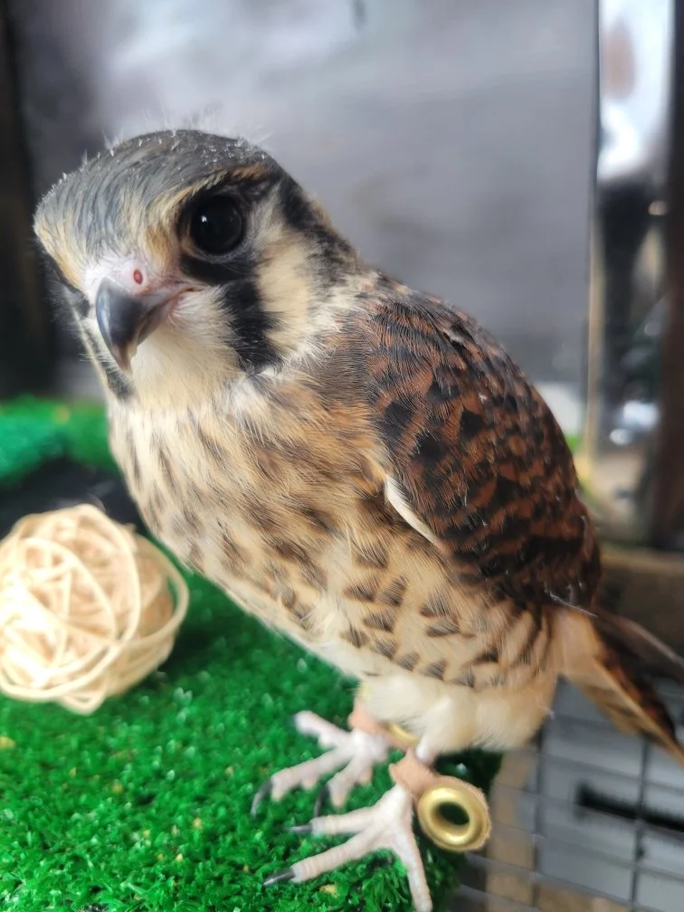 Raptor Center — Lorain County Metro Parks