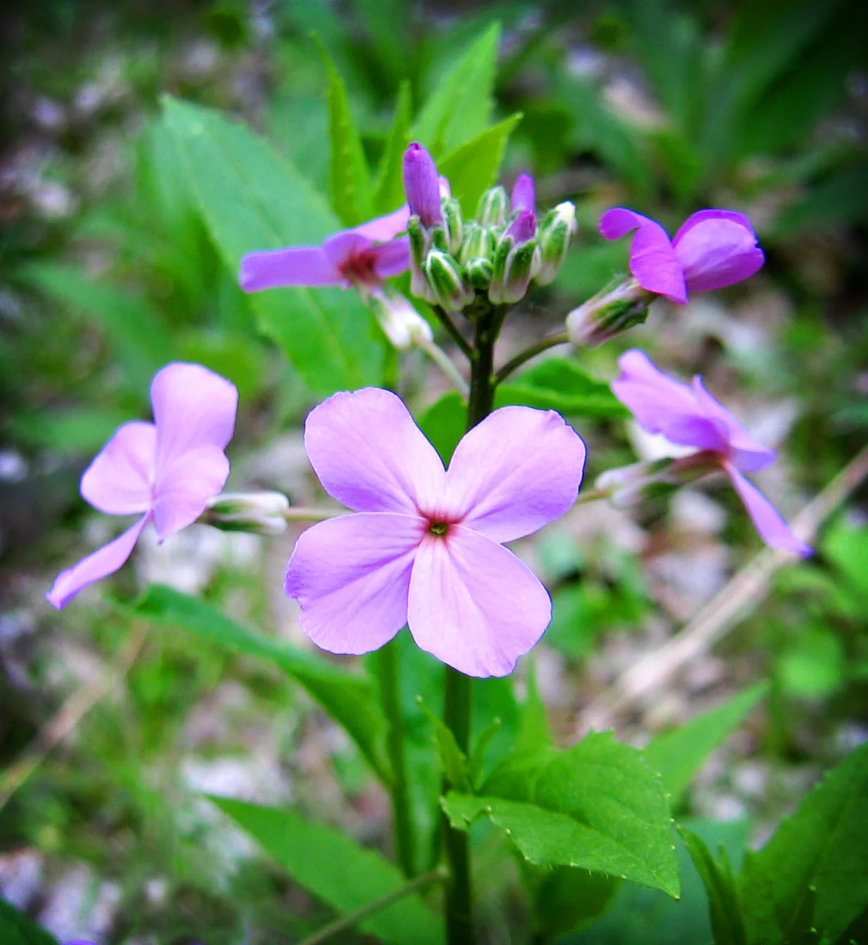 Black River Reservation - Info — Lorain County Metro Parks
